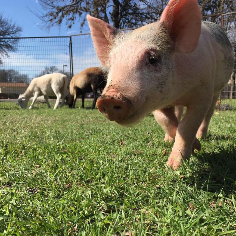 Fry's Fun Farm - Austin Kid City Guide